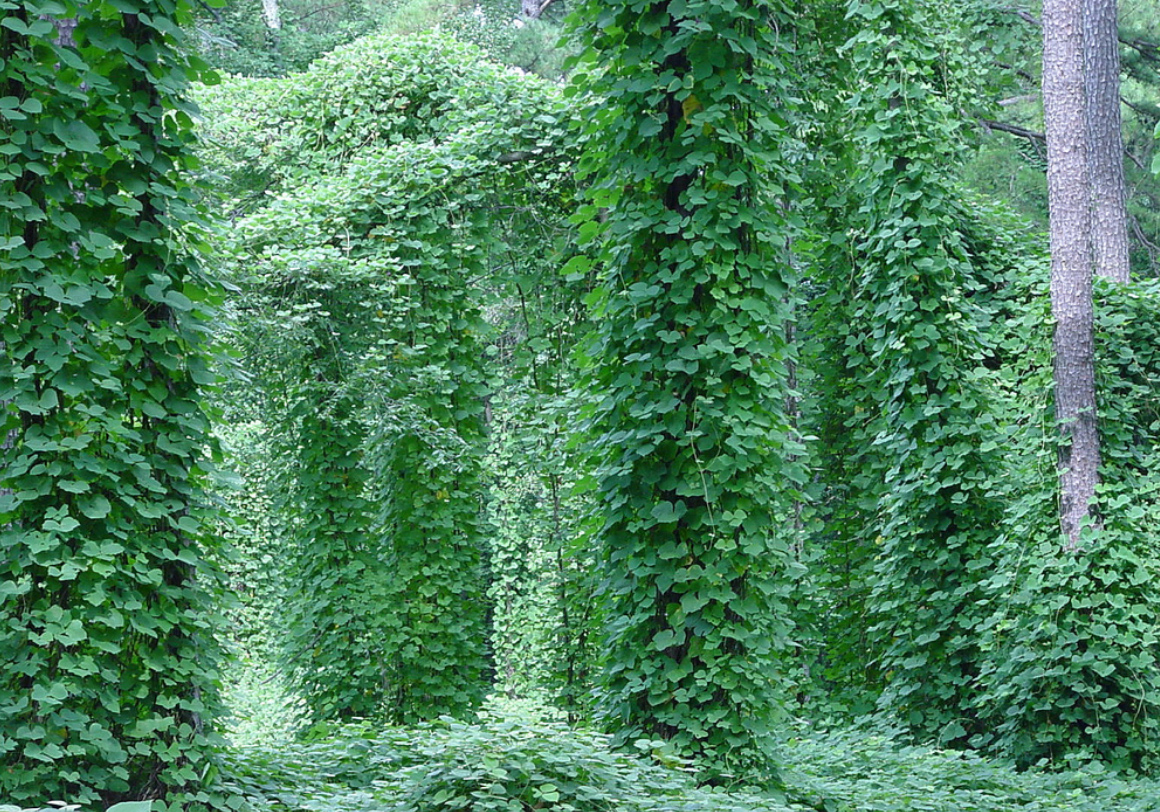 Le Kudzu On Ne Pouvait Que Limaginer La Nature La Fait Tr