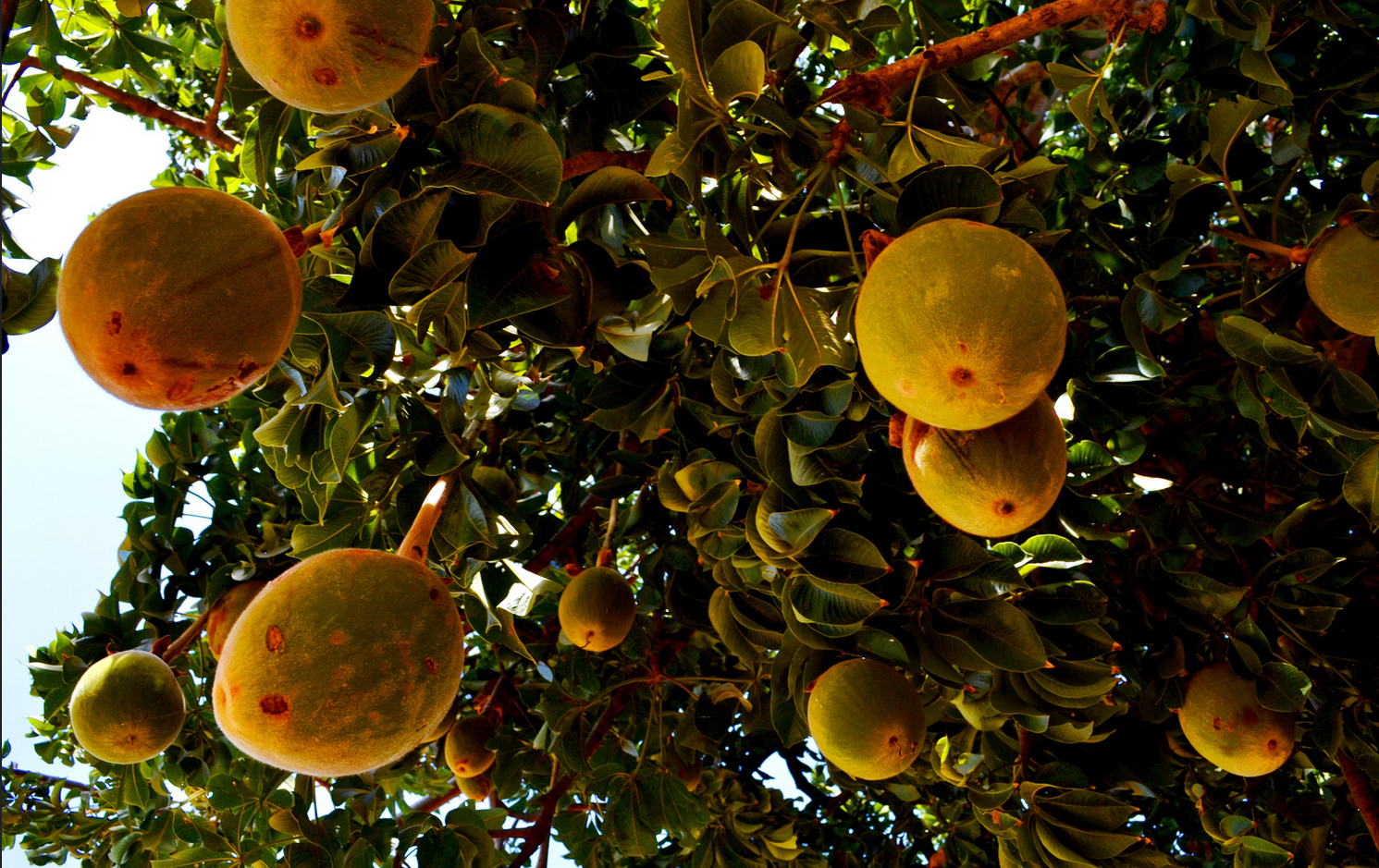 Le fruit du baobab : le pain de singe, une pharmacie vitalité à elle ...