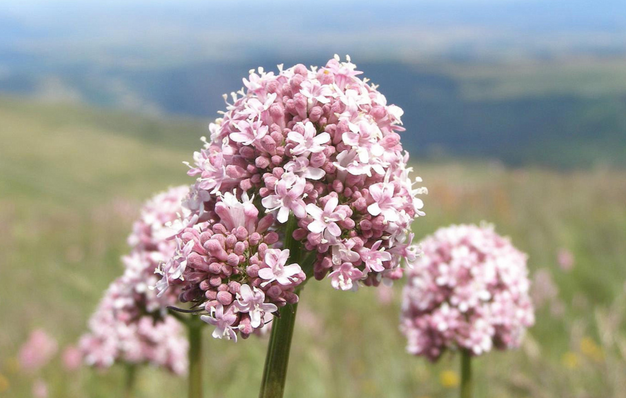 Les propriétés naturelles de la valériane - Traitements - Soignez-vous
